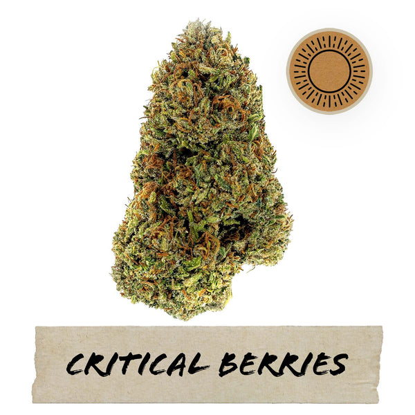 Critical Berries THCA Flower - Good Legal Weed